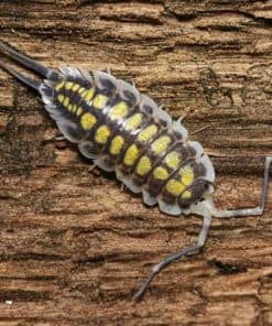 Ornate Isopods Archives | Buzzard Reptile