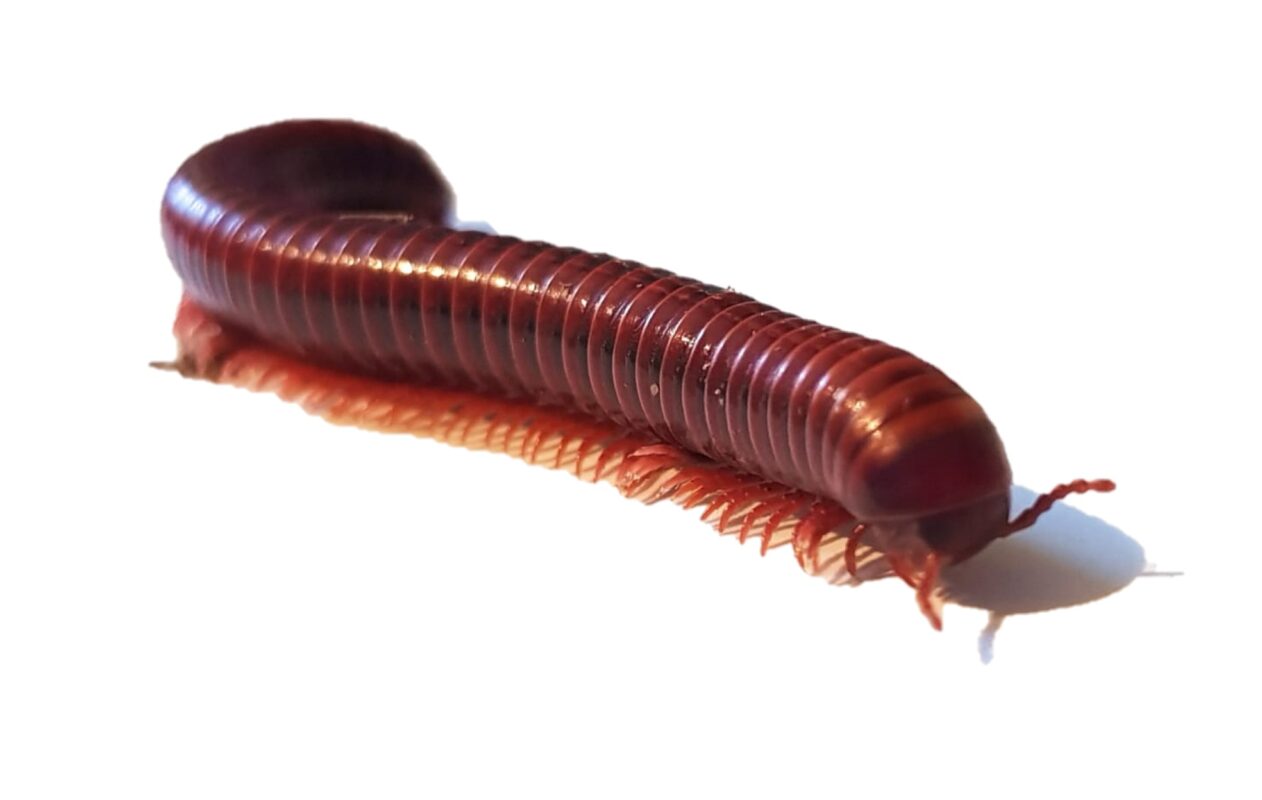 Centrobolus splendidus - Red Millipede - Buzzard Reptile