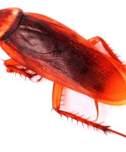 Buzzard Reptile | Dubia Roaches | Dubia Roaches for sale UK