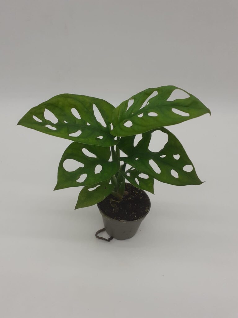 Monstera Monkey Mask - Monstera adansonii - Reptile Safe Live Plant ...