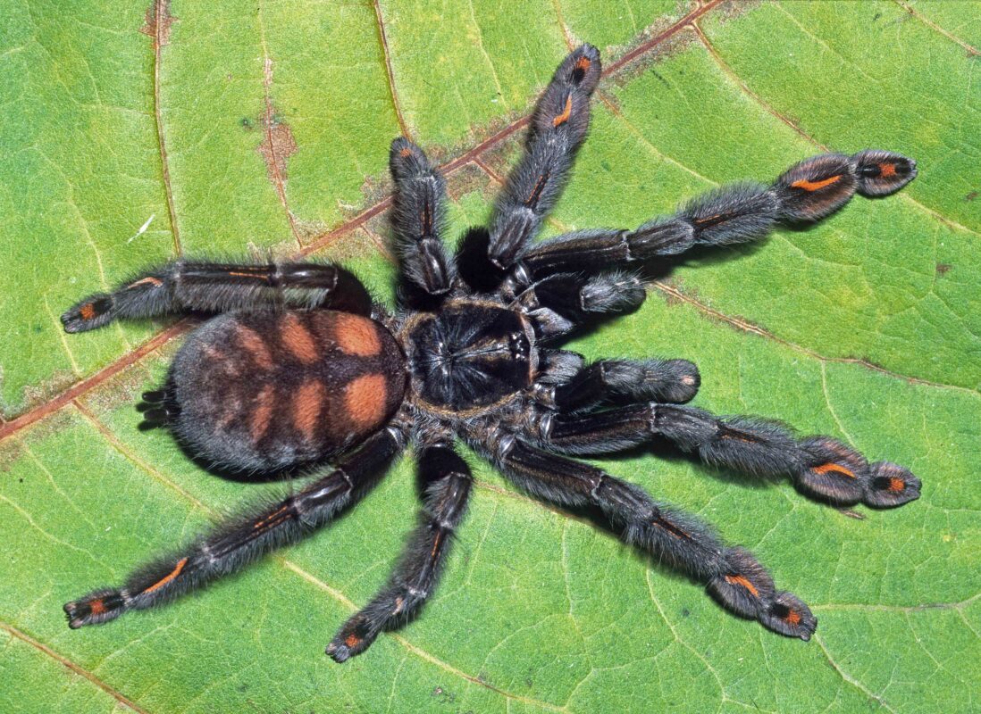 Psalmopoeus Irminia - Buzzard Reptile & Aquatics