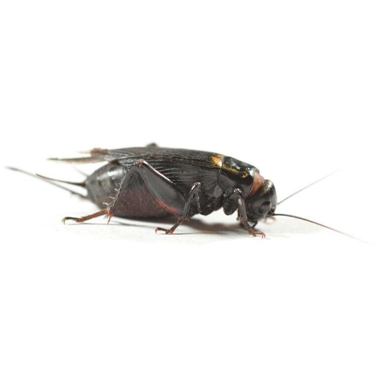 Black Crickets - Reptile Live Food - Buzzard Reptile