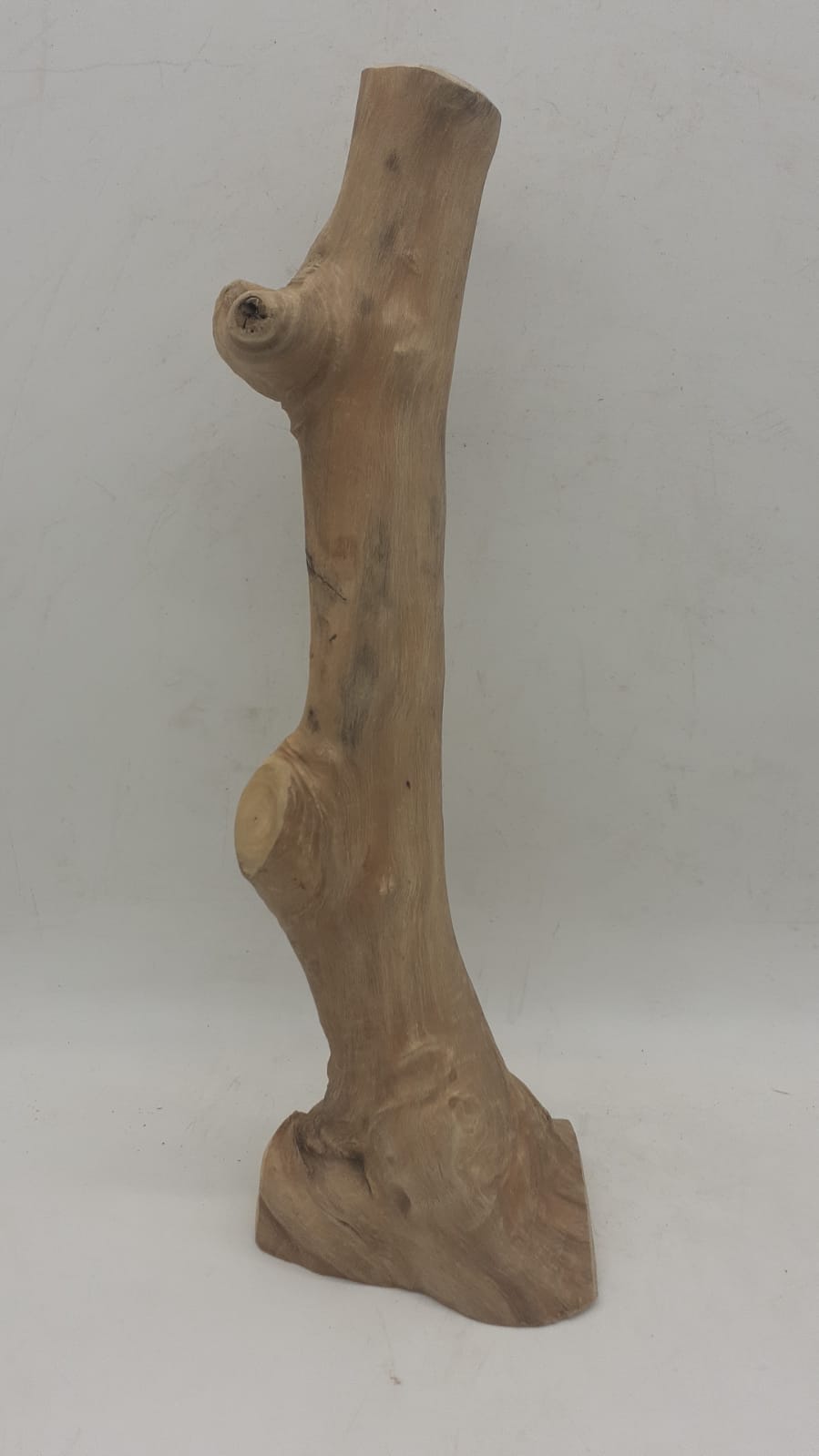 Java Wood - Single Stem - Medium 8 - Buzzard Reptile & Aquatics